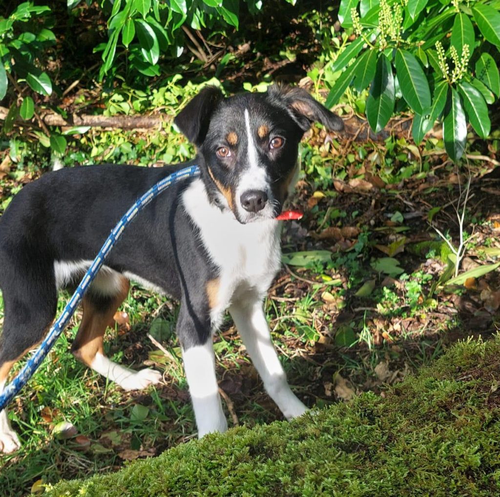 Couple Sent To Prison for Appalling Crimes on Two Dogs-One Died One ...