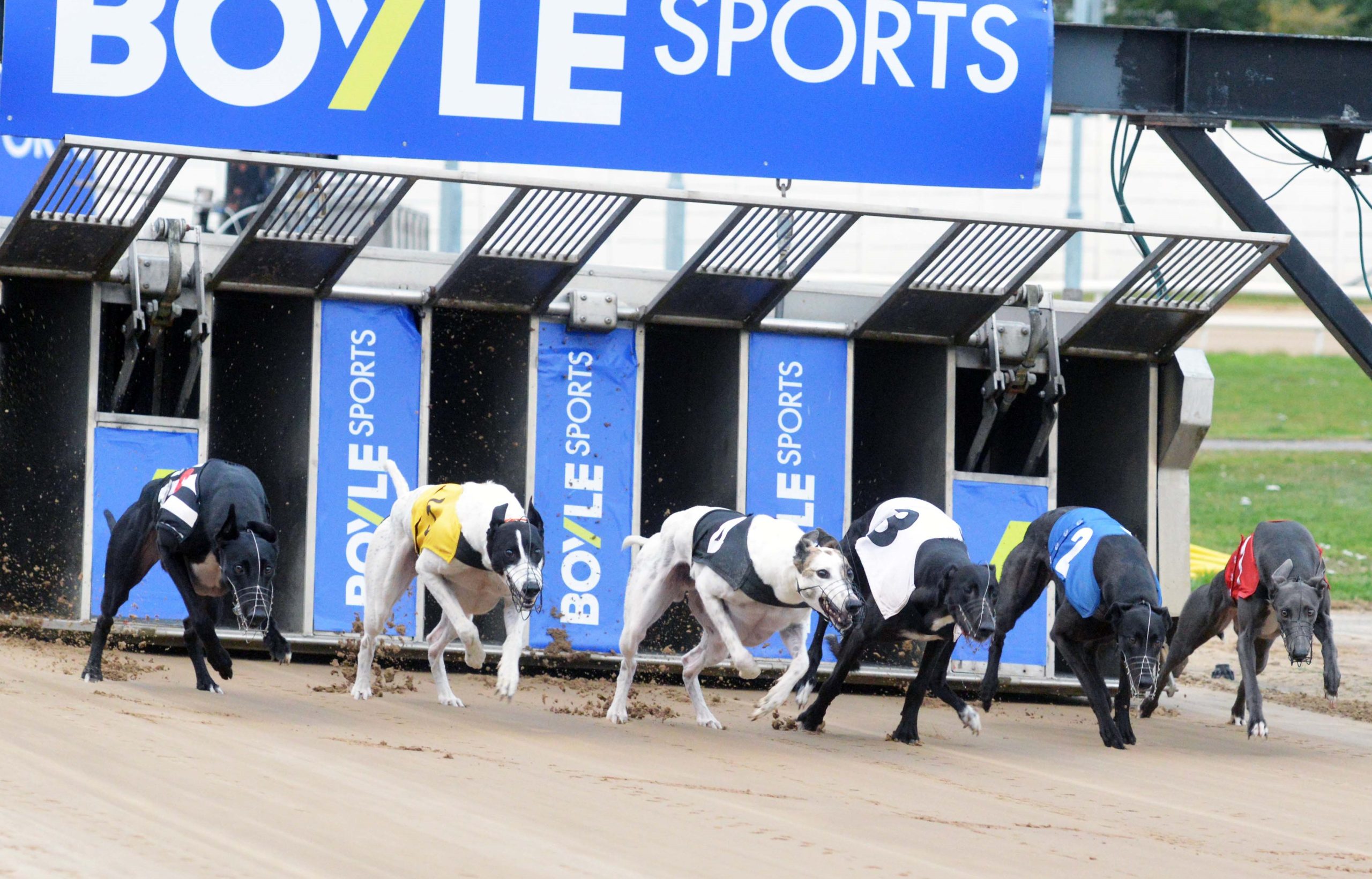 Boyles Derby Semi-finals Tonight at the Ringsend Track - Meath Live
